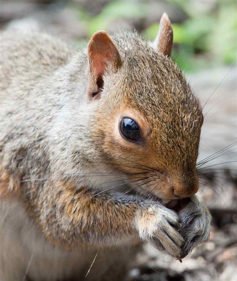 squirrels – The Albion College Pleiad Online