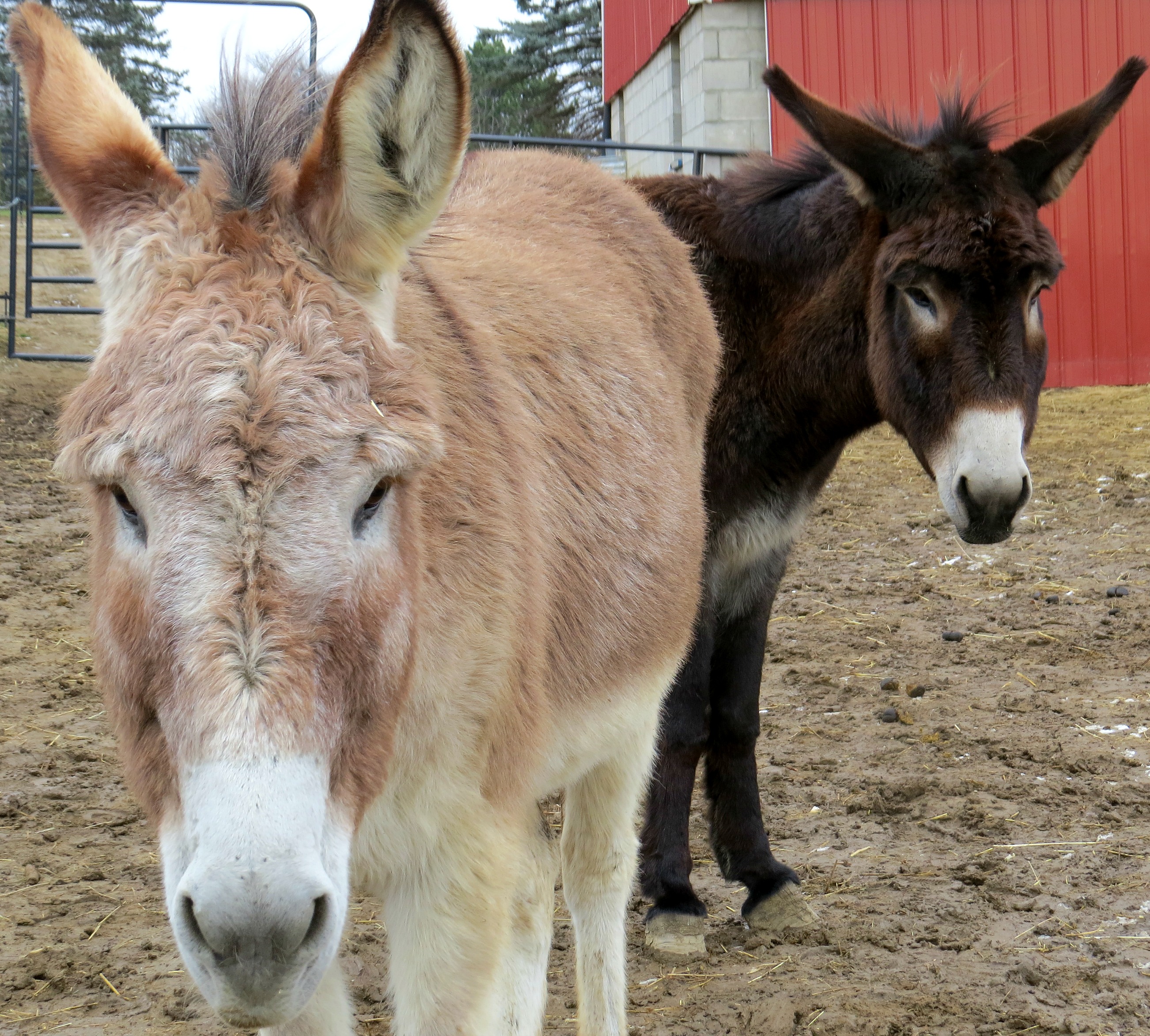 The Stories Behind the Fuzzy Faces of Barn Sanctuary – The Albion ...