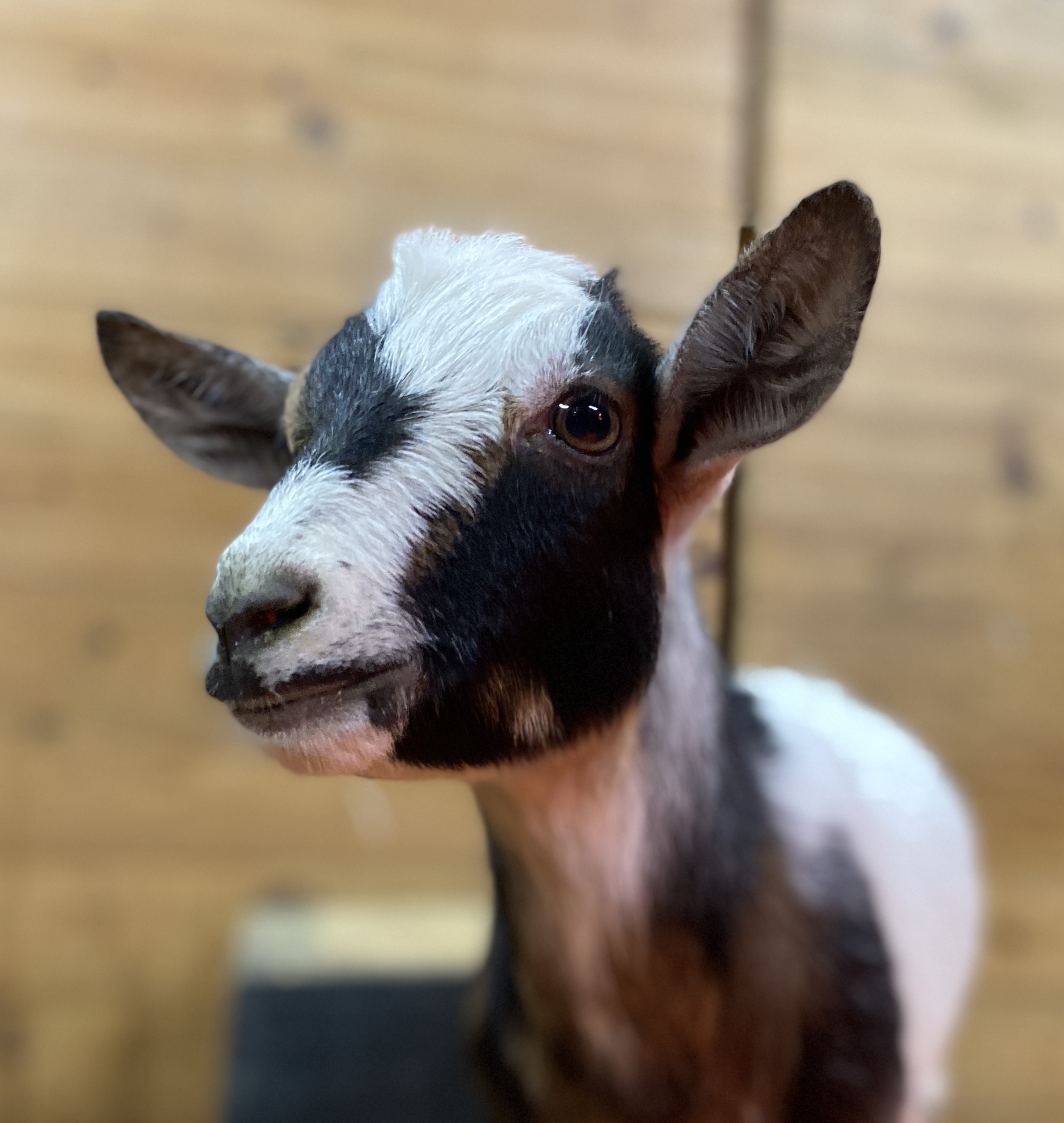 Clancy and Duff: New Therapy Goats of Albion College – The Albion ...