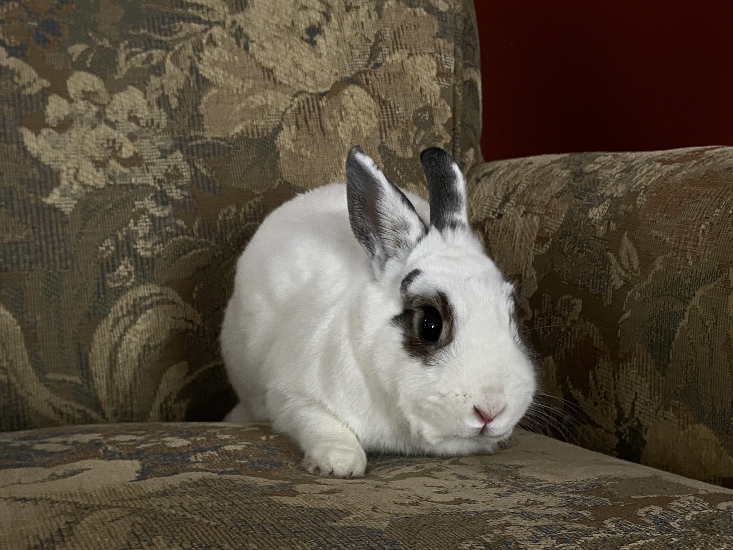 Photos: The Emotional Support Animals of Albion College – The Albion ...