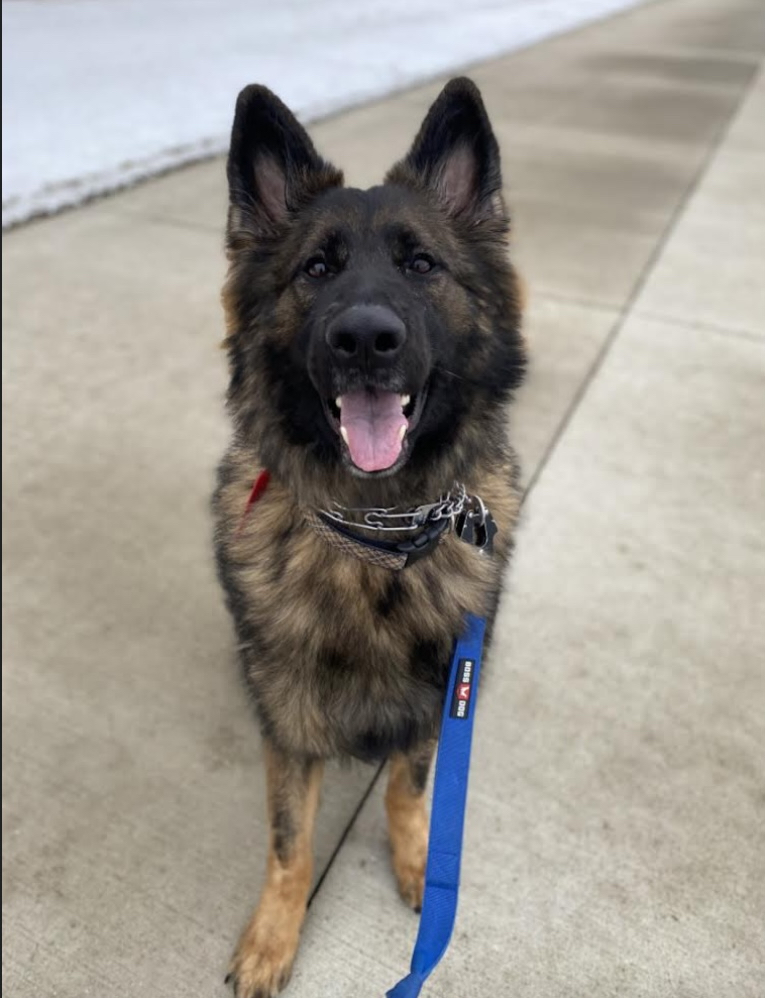 Photos: The Emotional Support Animals of Albion College – The Albion ...