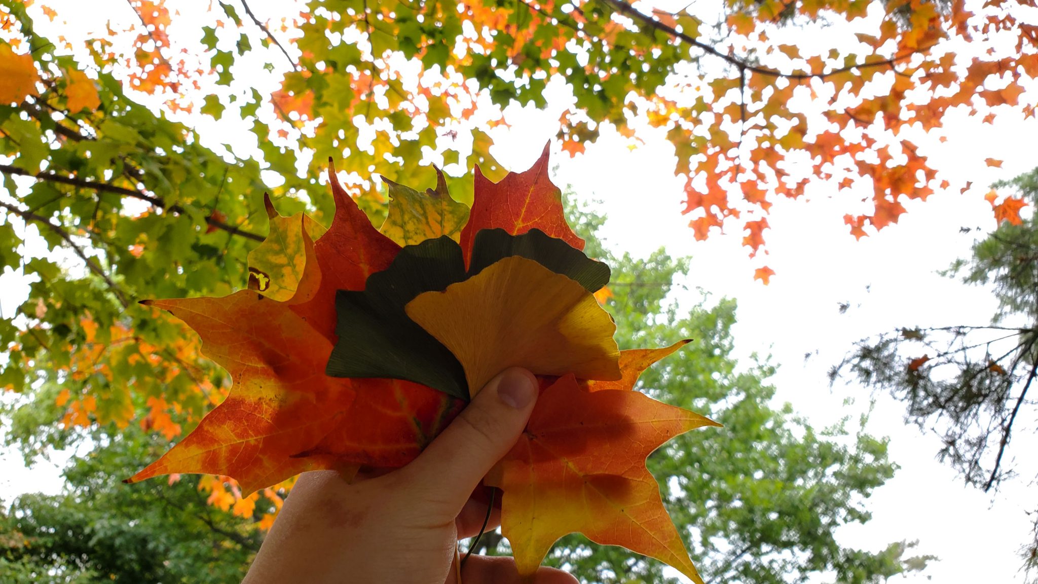 Opinion: A Treehugger’s Guide to the Best Fall Colors on Campus – The ...