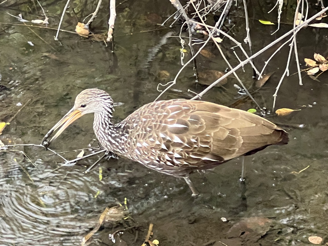 Birding News: Rare Birds Sighted in Albion – The Albion College Pleiad ...