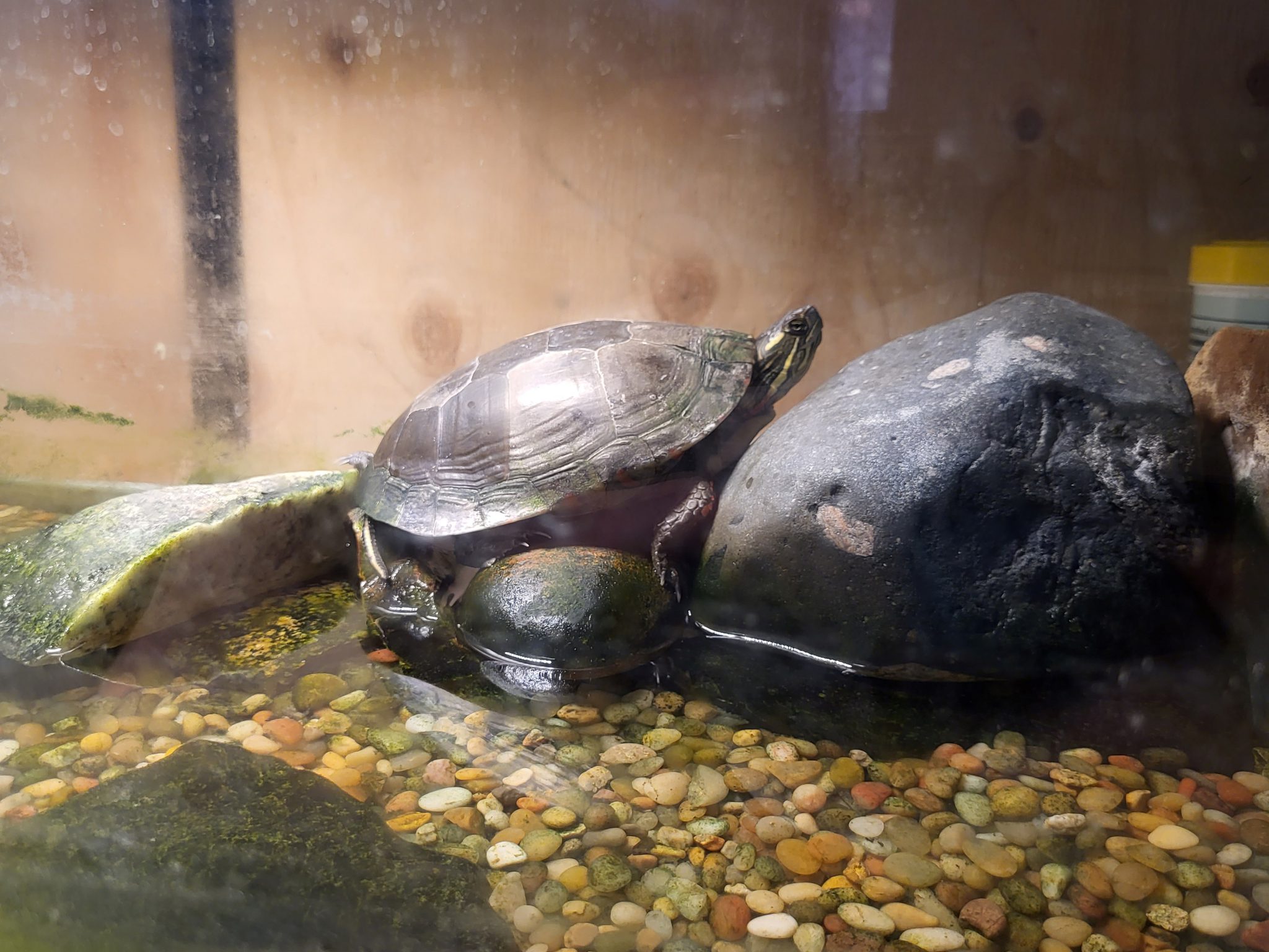 A Deep Dive into Animal Conditions at the Whitehouse Nature Center ...