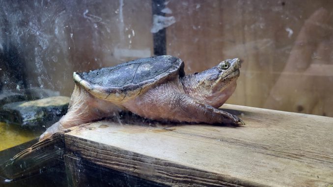 A Deep Dive into Animal Conditions at the Whitehouse Nature Center ...