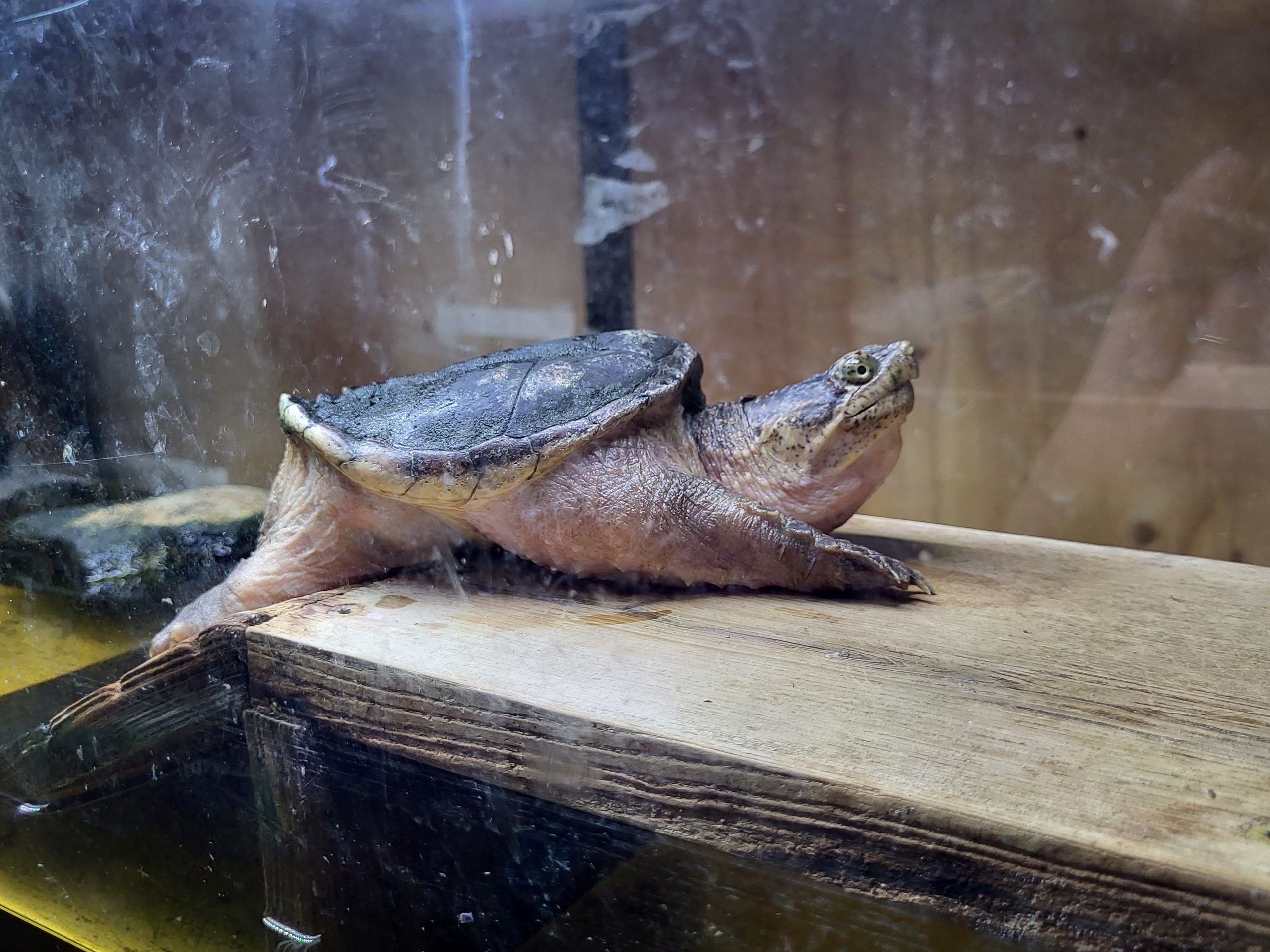 A Deep Dive into Animal Conditions at the Whitehouse Nature Center – The Albion College Pleiad ...